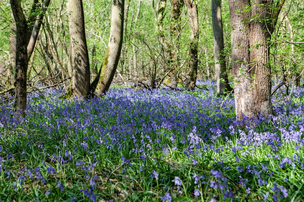 RSPB Nature Prescriptions come to the West Midlands - The Solihull Observer